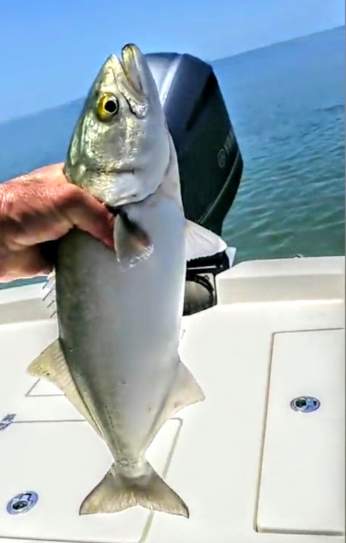 Charter Fishing at Hatteras Harbor